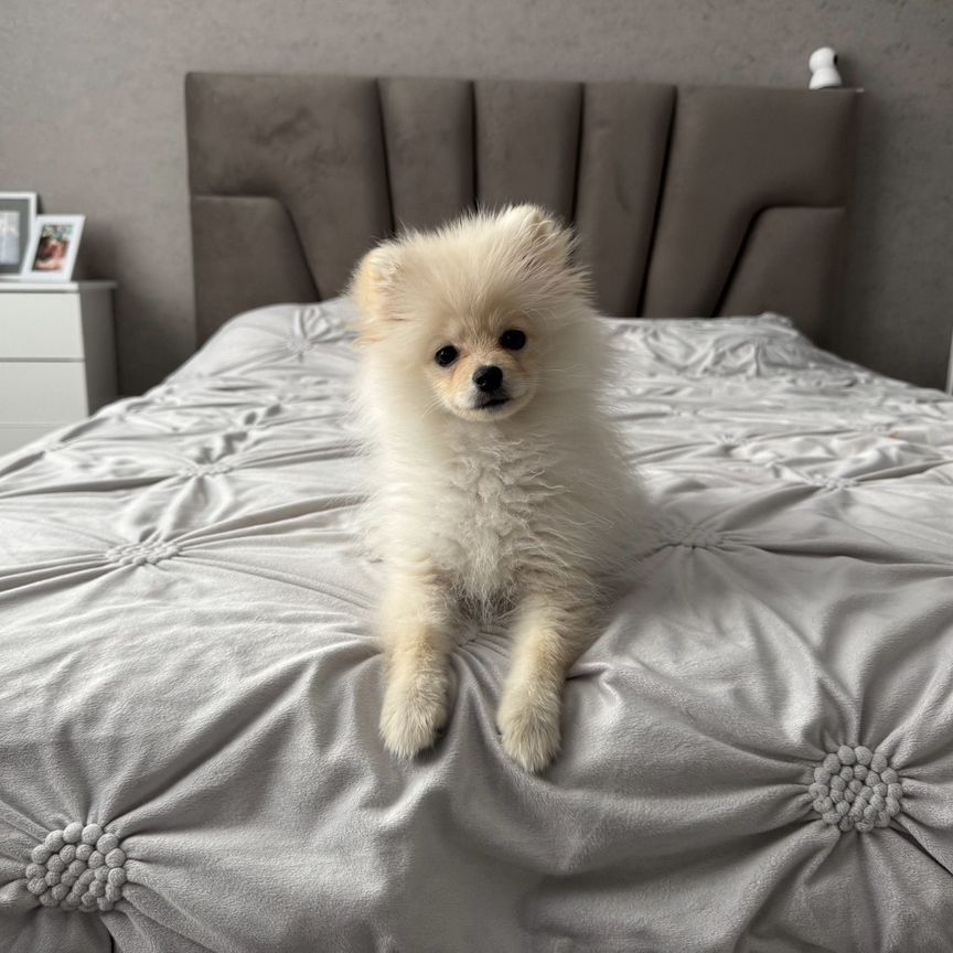 Померанский шпиц