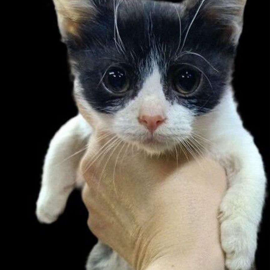Котенок в дар бесплатно