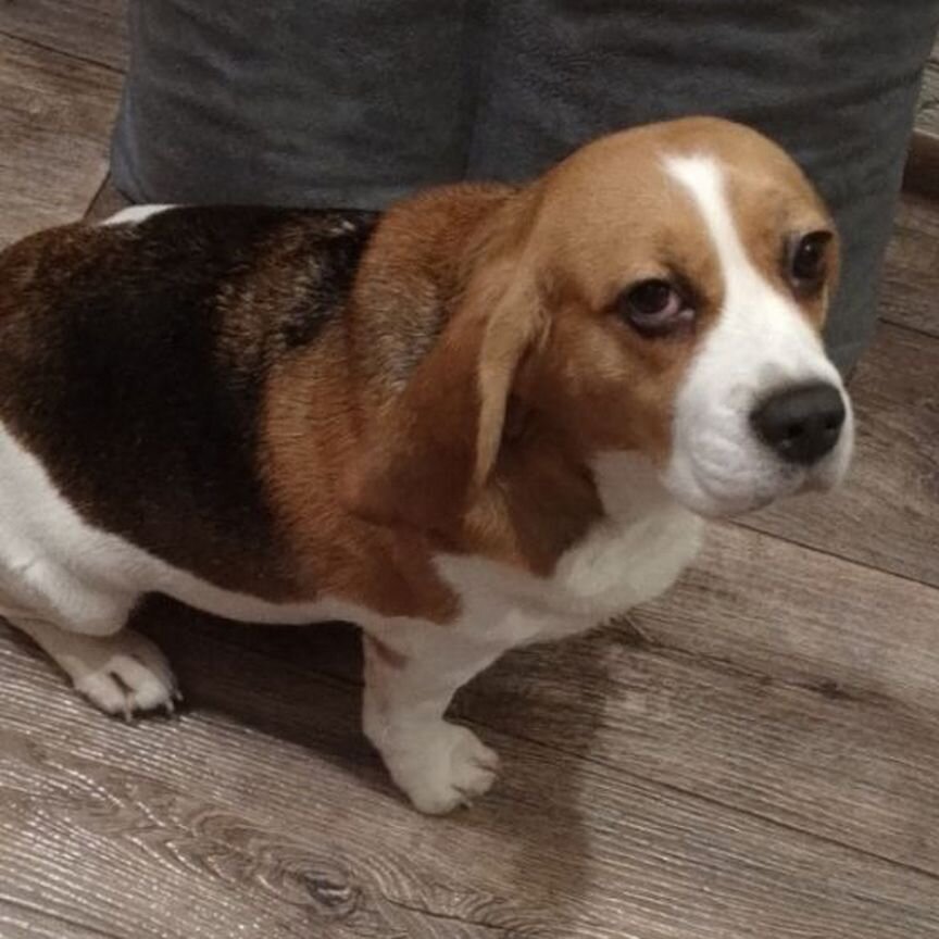 Бигль, взрослая собака