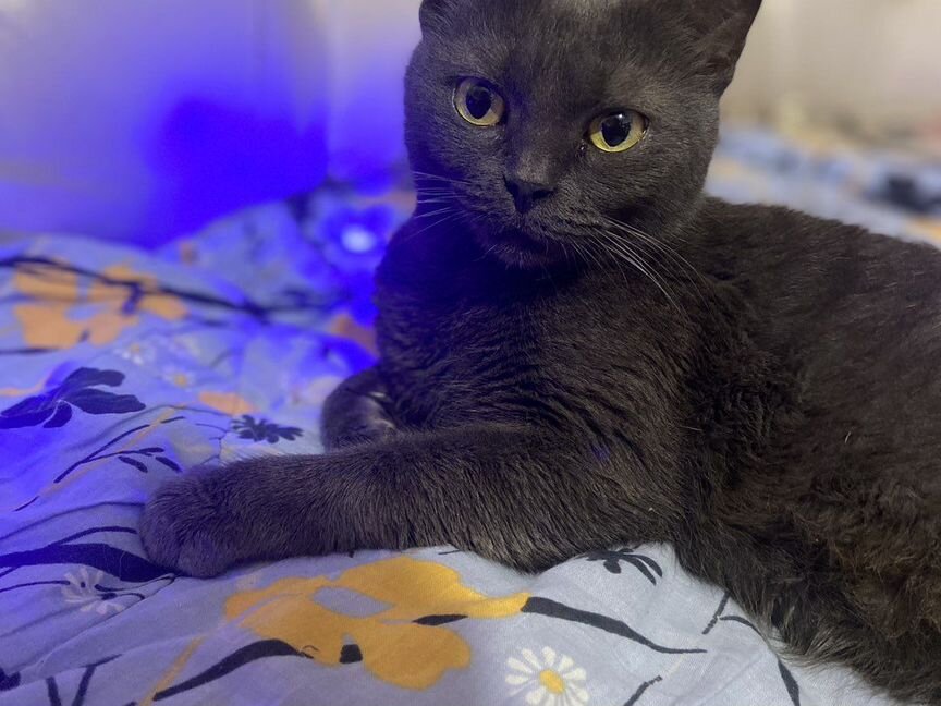 Кошка британка ищет дом
