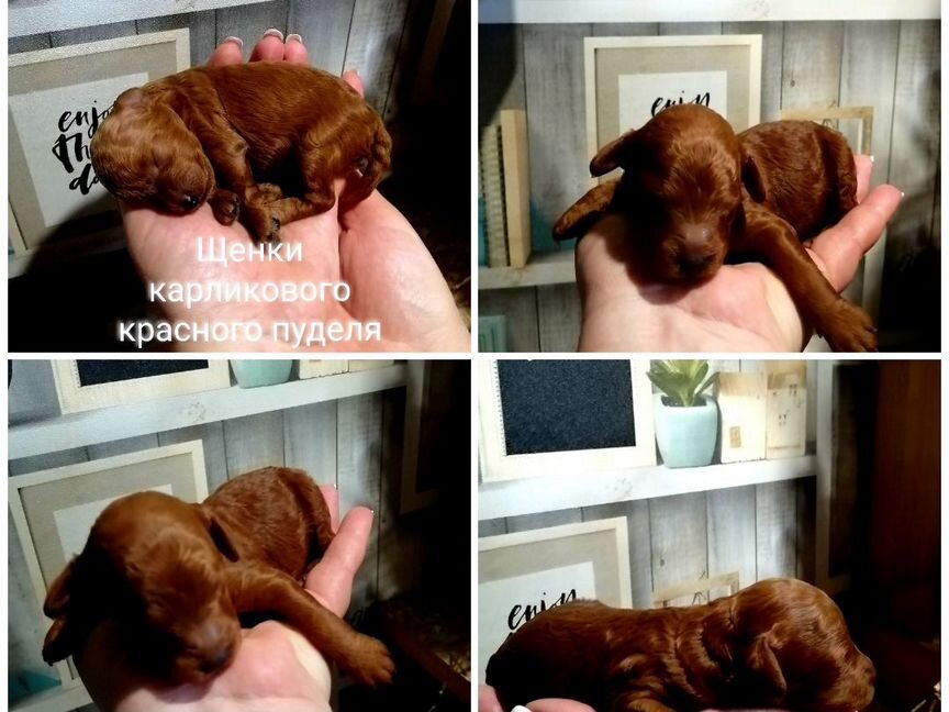 Продам щенков