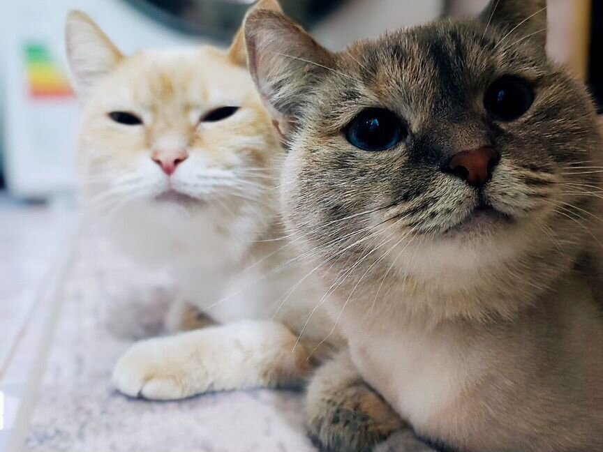 Кот и кошка