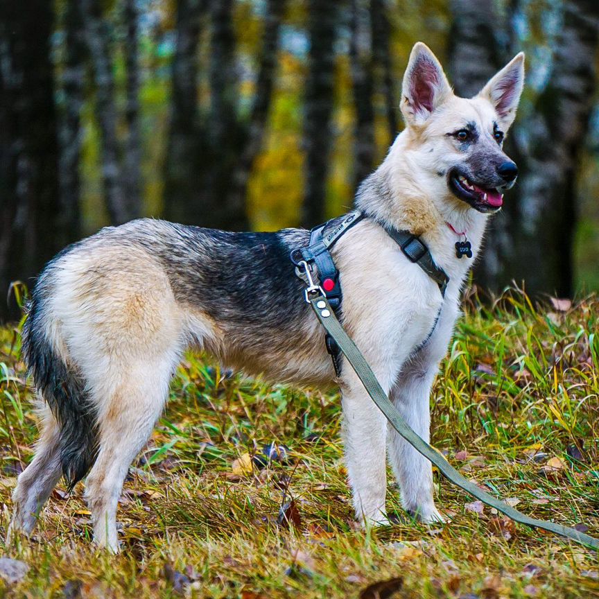 Щенок в добрые руки / бесплатно