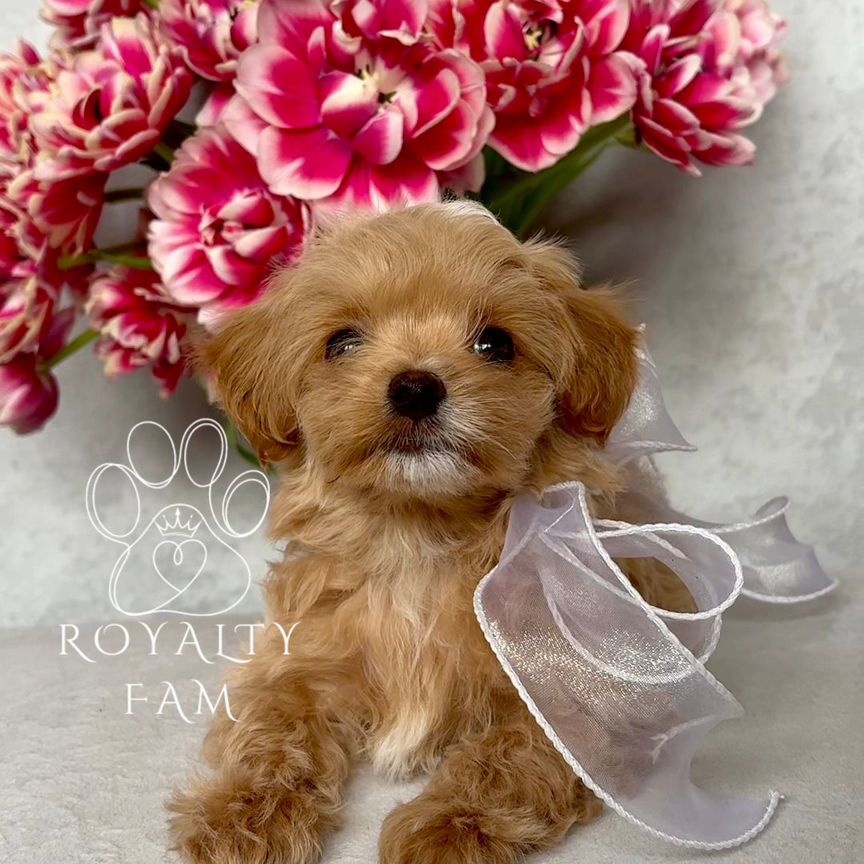 Мальтипу мини Royalty Fam Lovelace