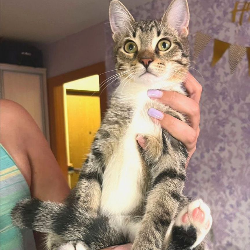 Котенок Марфа в добрые руки