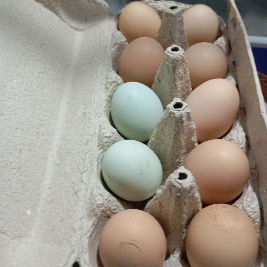 Домашние куриные яйца