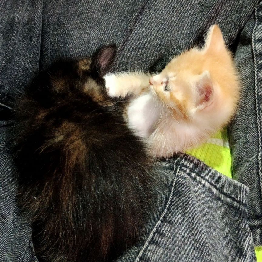 Котята в добрые руки бесплатно