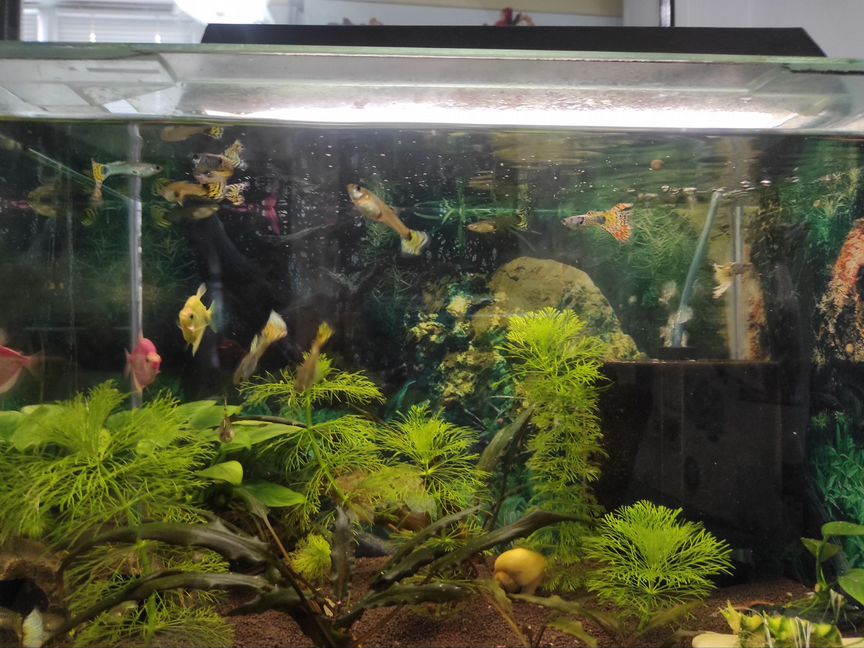 Гуппи желтая филигрань