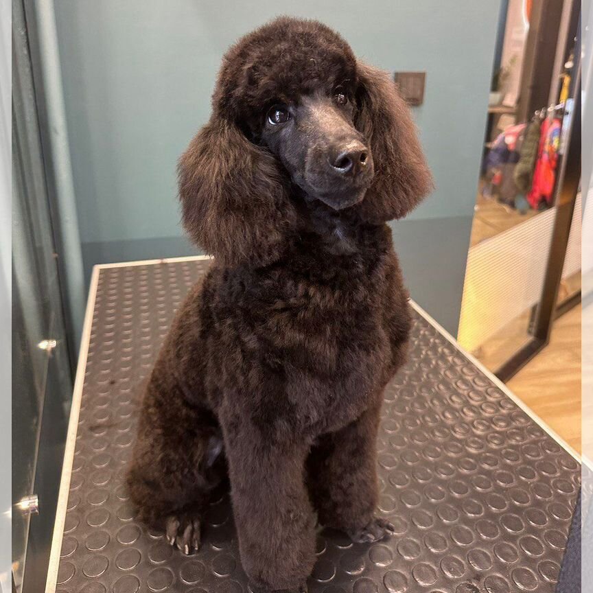 Карликовый пудель, взрослый пёс