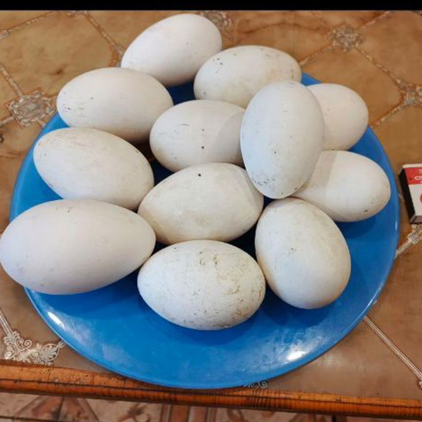 Гусиное яйцо