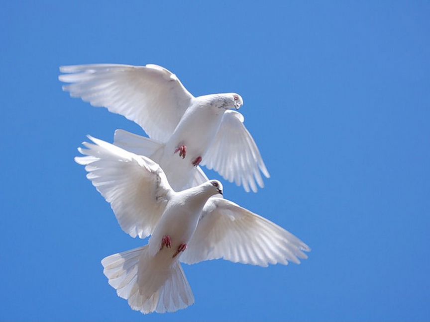 Голуби на свадьбы и торжества