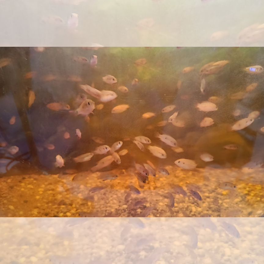 Хромис красавец мальки