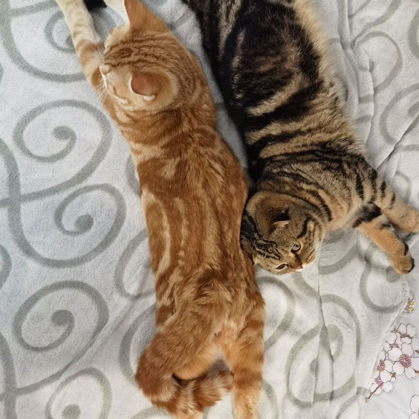 Шотландский кот вязка