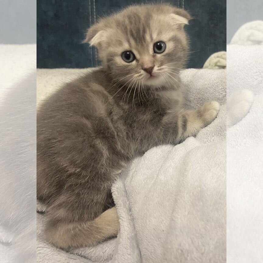 Шотландский вислоухий короткошёрстный котёнок