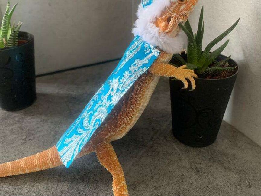 Костюм для фотосессии