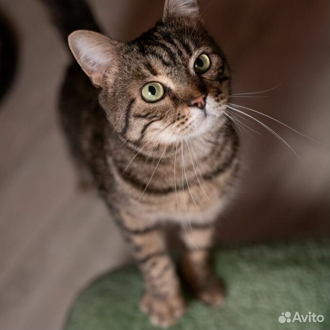 Кот Матвей в добрые руки