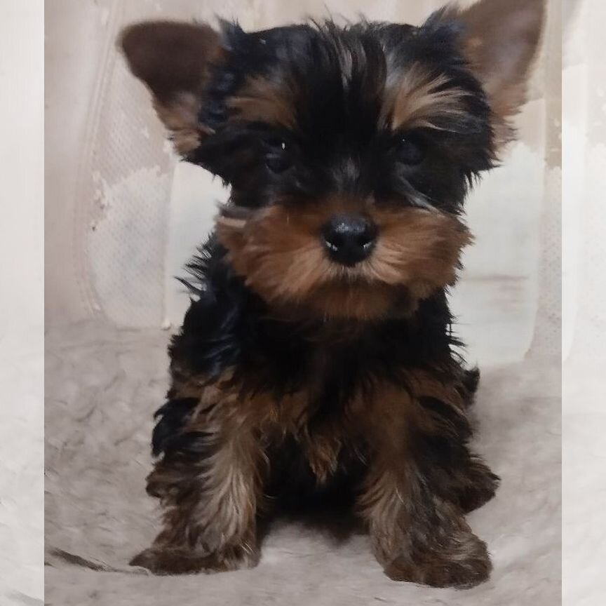 Йоркширский терьер, щенок