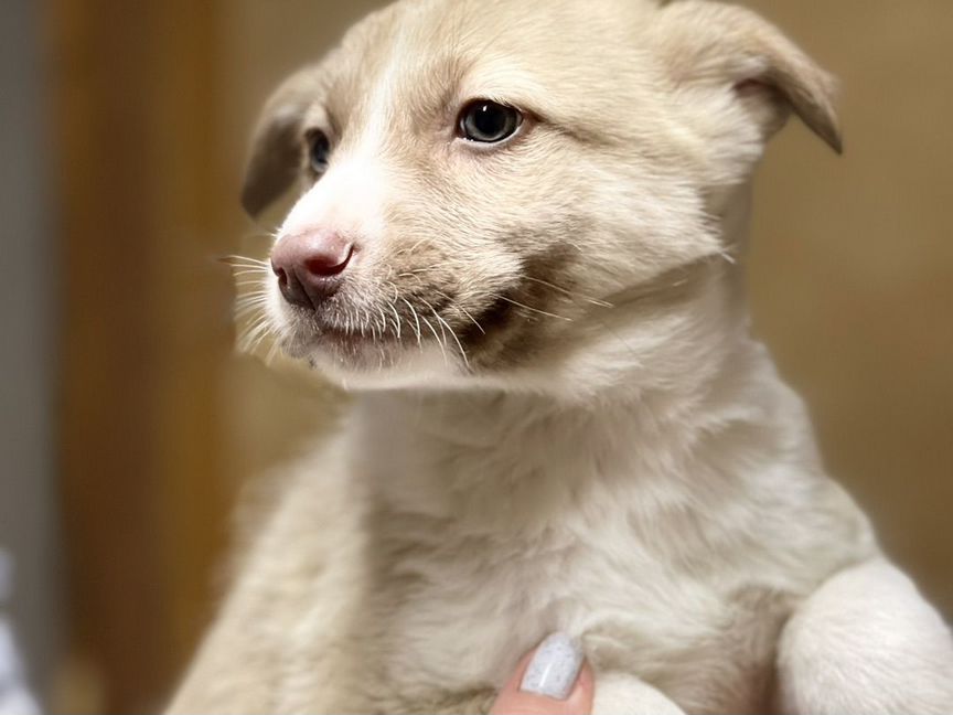 Щенок в добрые руки бесплатно