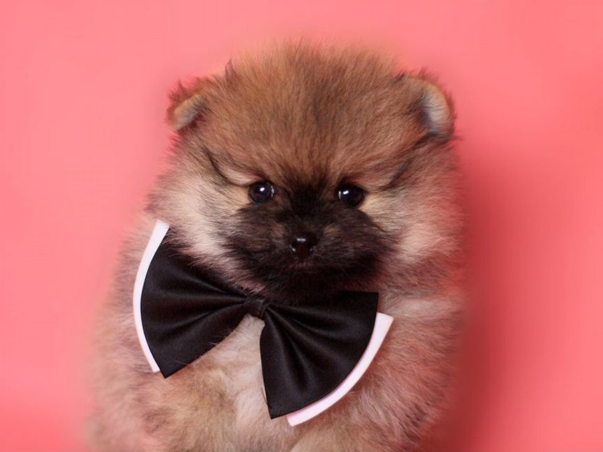 Шпицы померашки