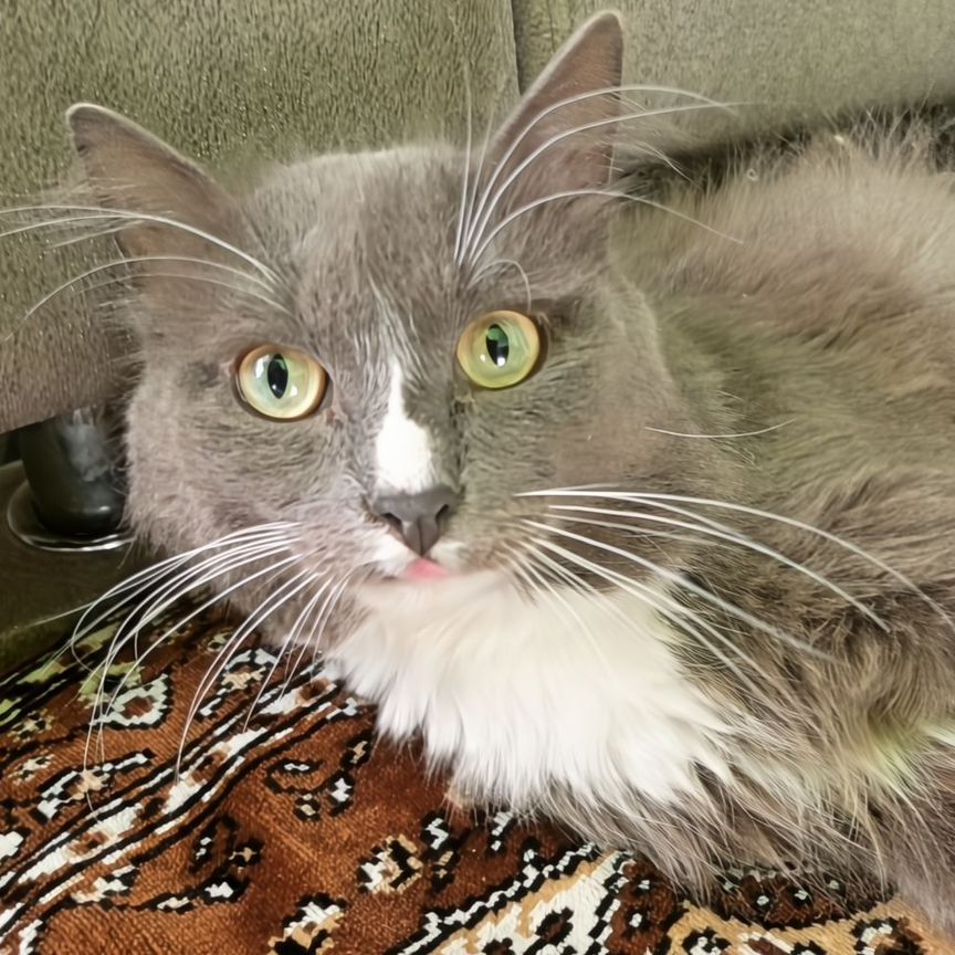 Взрослый кот в добрые руки