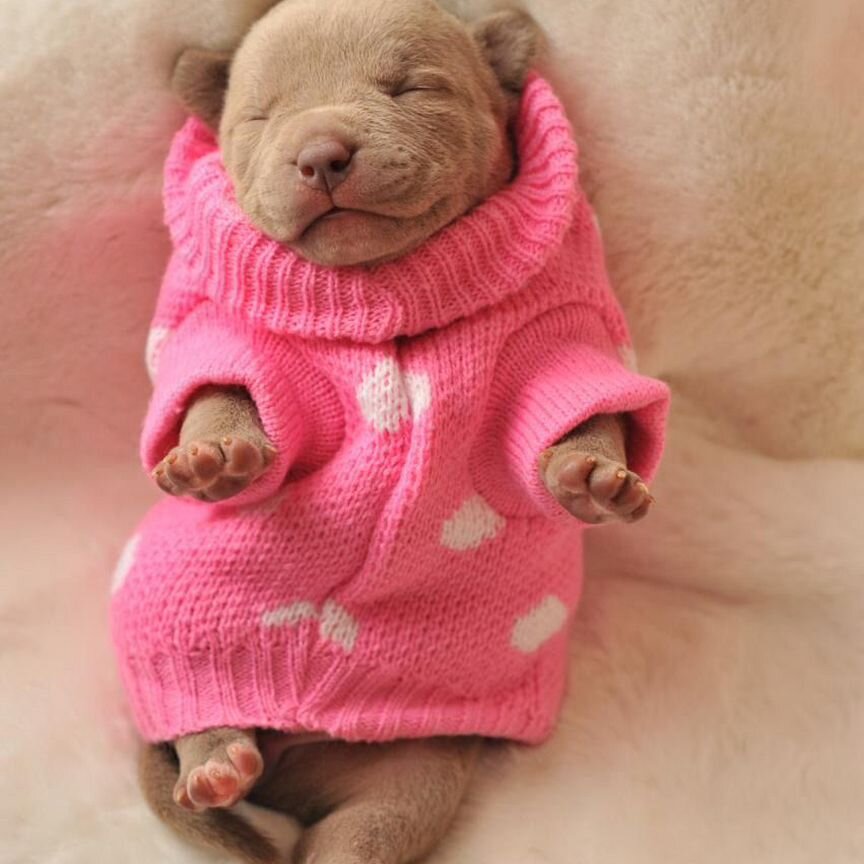 Американский булли