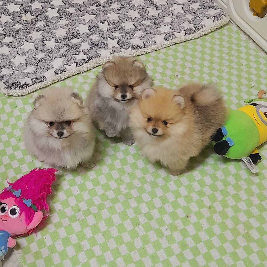 Померанский шпиц, щенок