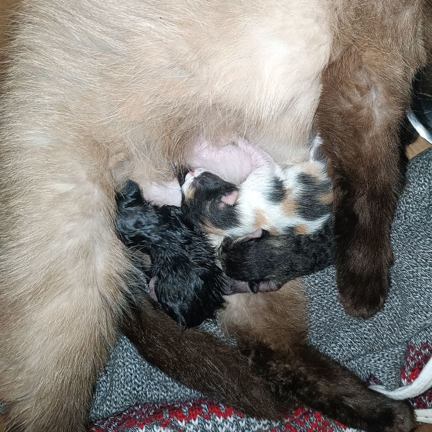 Котята котёнок