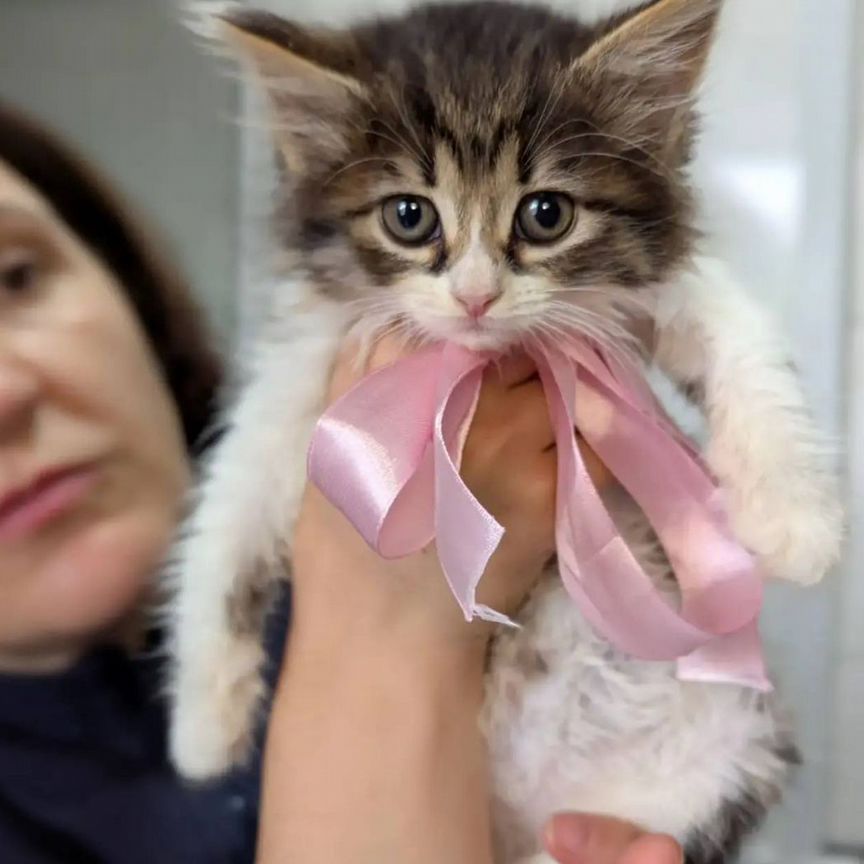 Котёнок в добрые руки
