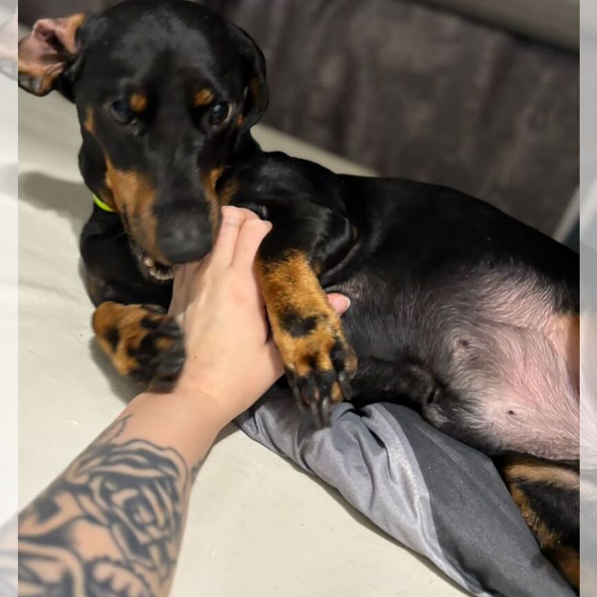 Молодой таксик в добрые руки