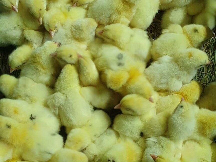 Бройлеры месячные,гуси