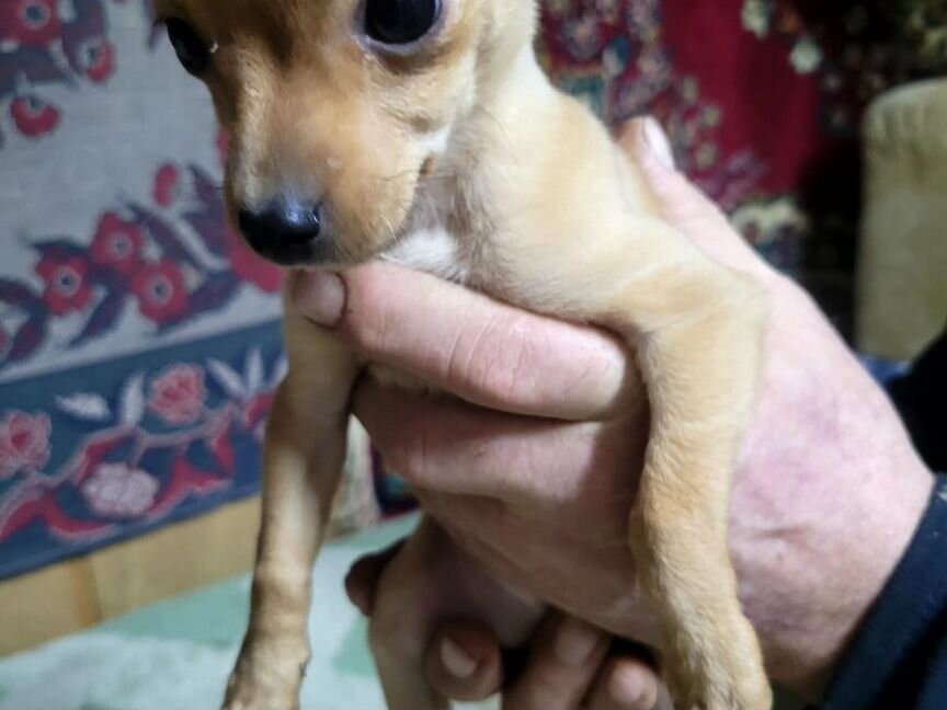 Домашние животные собаки щенки