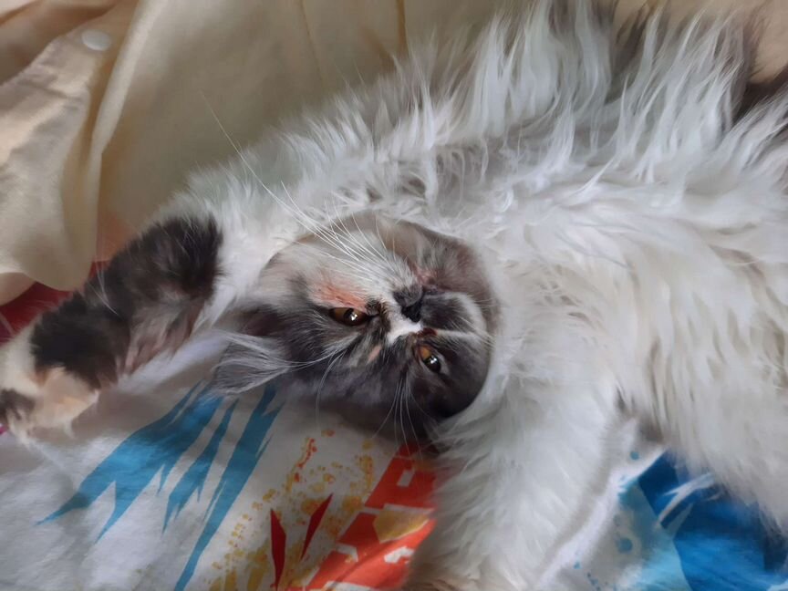 Персидская кошка