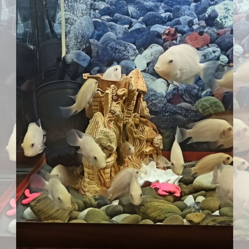 Цихлида Фламинго