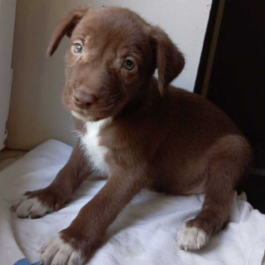 Щенок в добрые руки бесплатно