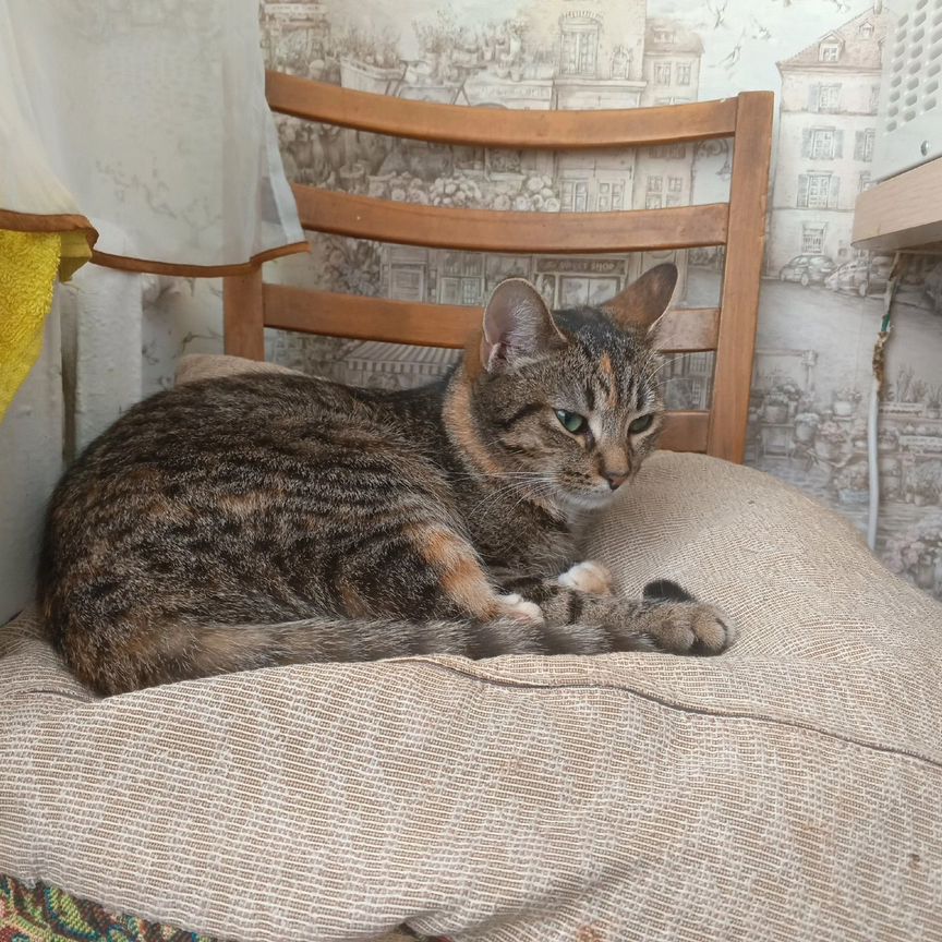 Кошечка в добрые руки бесплатно