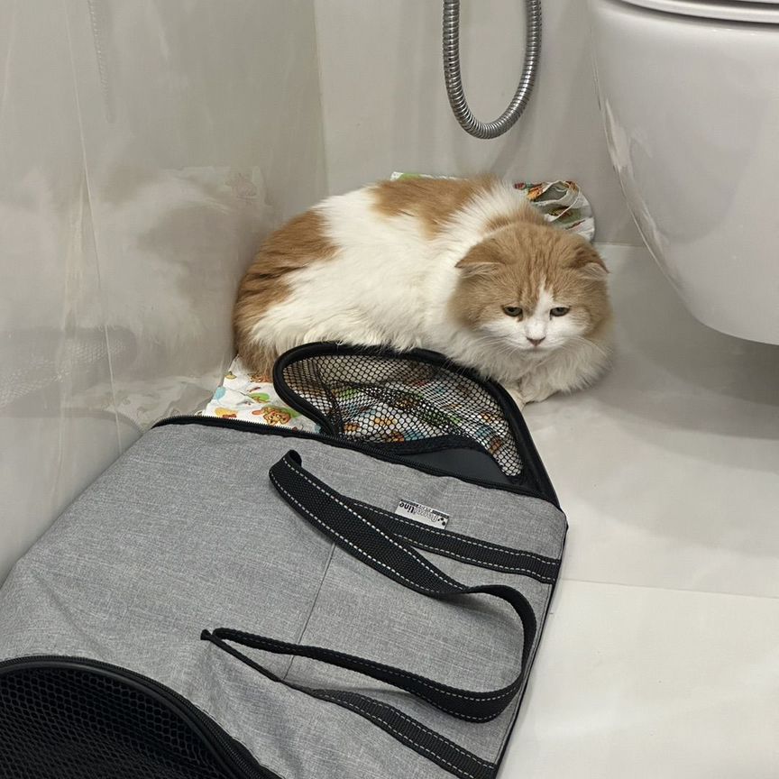 Котенок ласкун