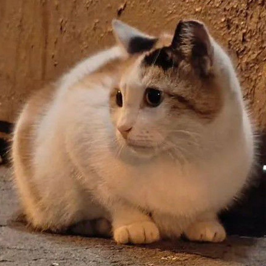 Взрослая кошка в добрые руки