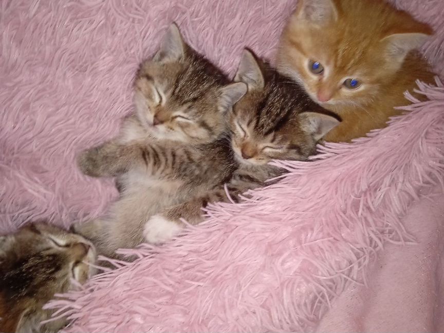 Кошка в дар бесплатно