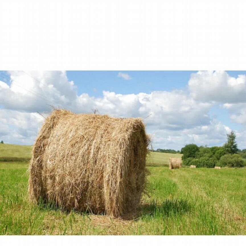 Продам сено в рулонах