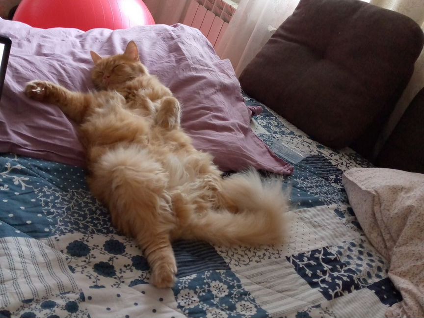 Отдам кота в добрые руки