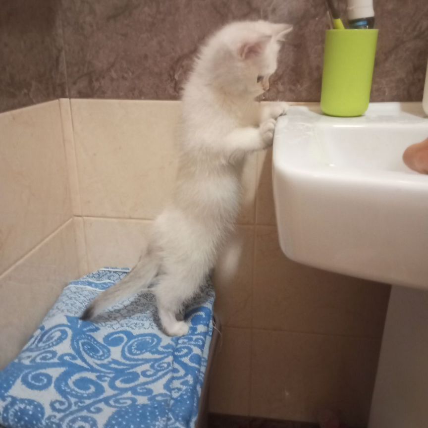 Котенок девочка