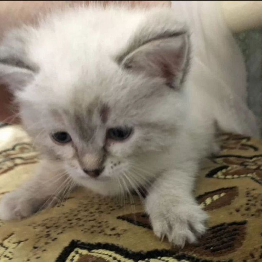 Котята Невские маскарадные