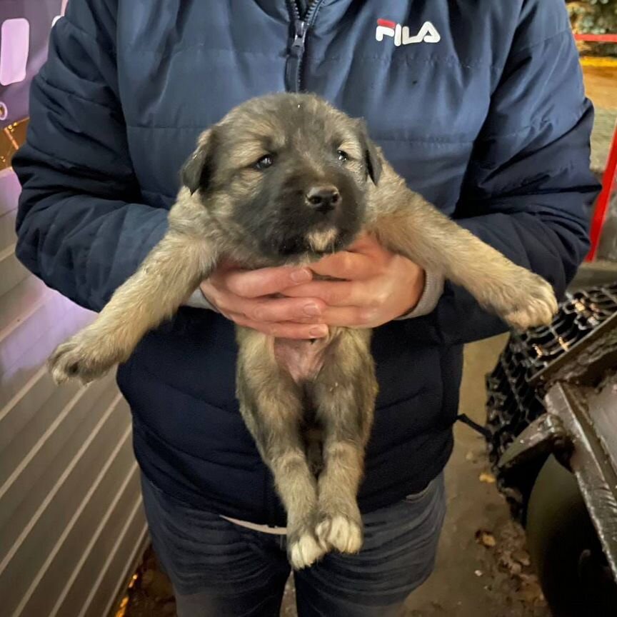 Щенки дворяне