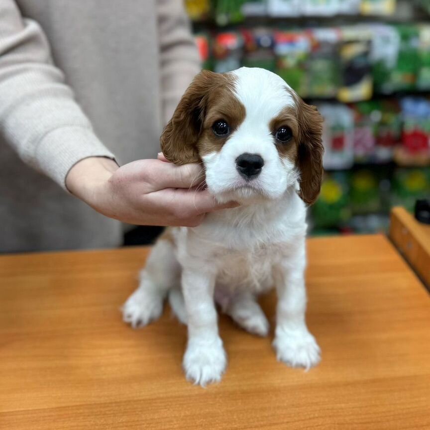 Мальчик кавалер кинг чарльз спаниель РКФ