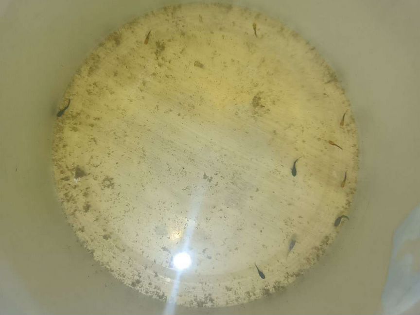 Мальки Моллинезии и Меченосца