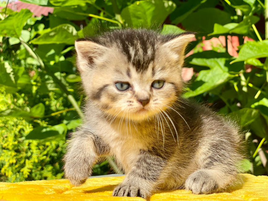 Шотландские сладости