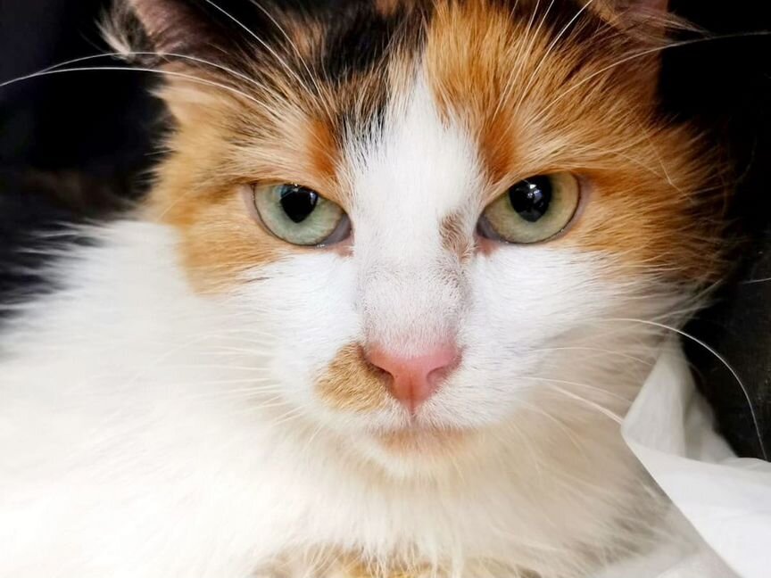 Кошечка Есения пристраивается в дом