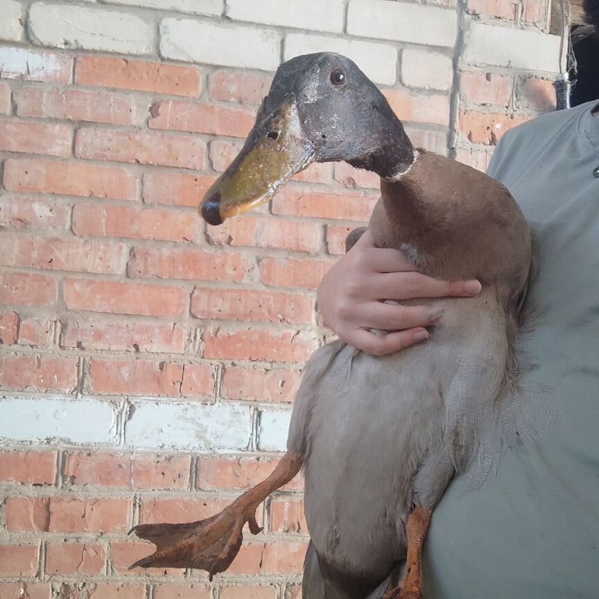 Индийский бегун (селезни )