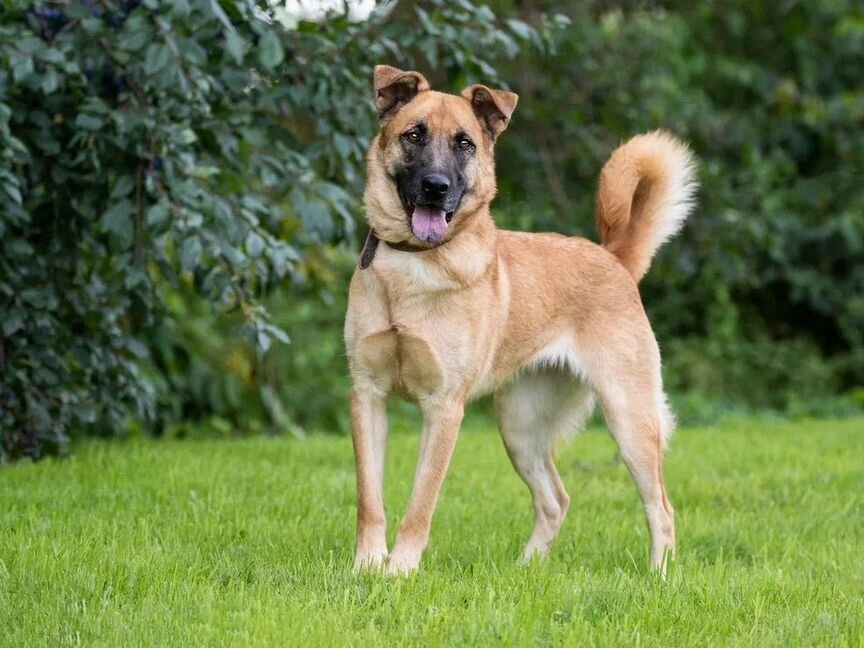 Метис овчарки Афина 1,5 года ищет дом