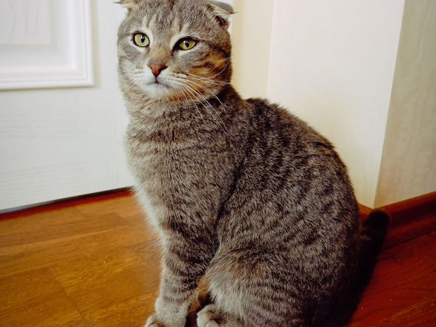Котик,метис шотландской породы